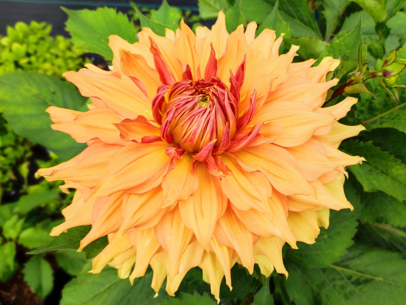 Hamari Gold Dahlia