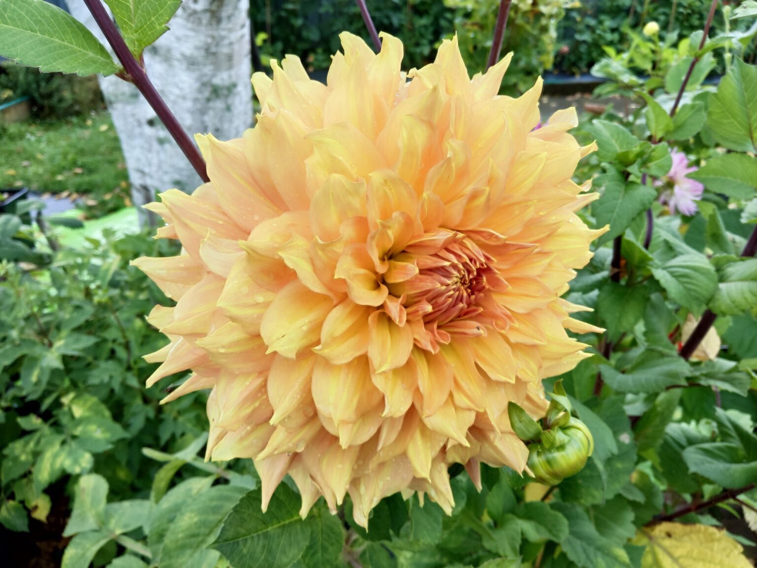 Dahlia Hamari Gold – dahliasnz.com