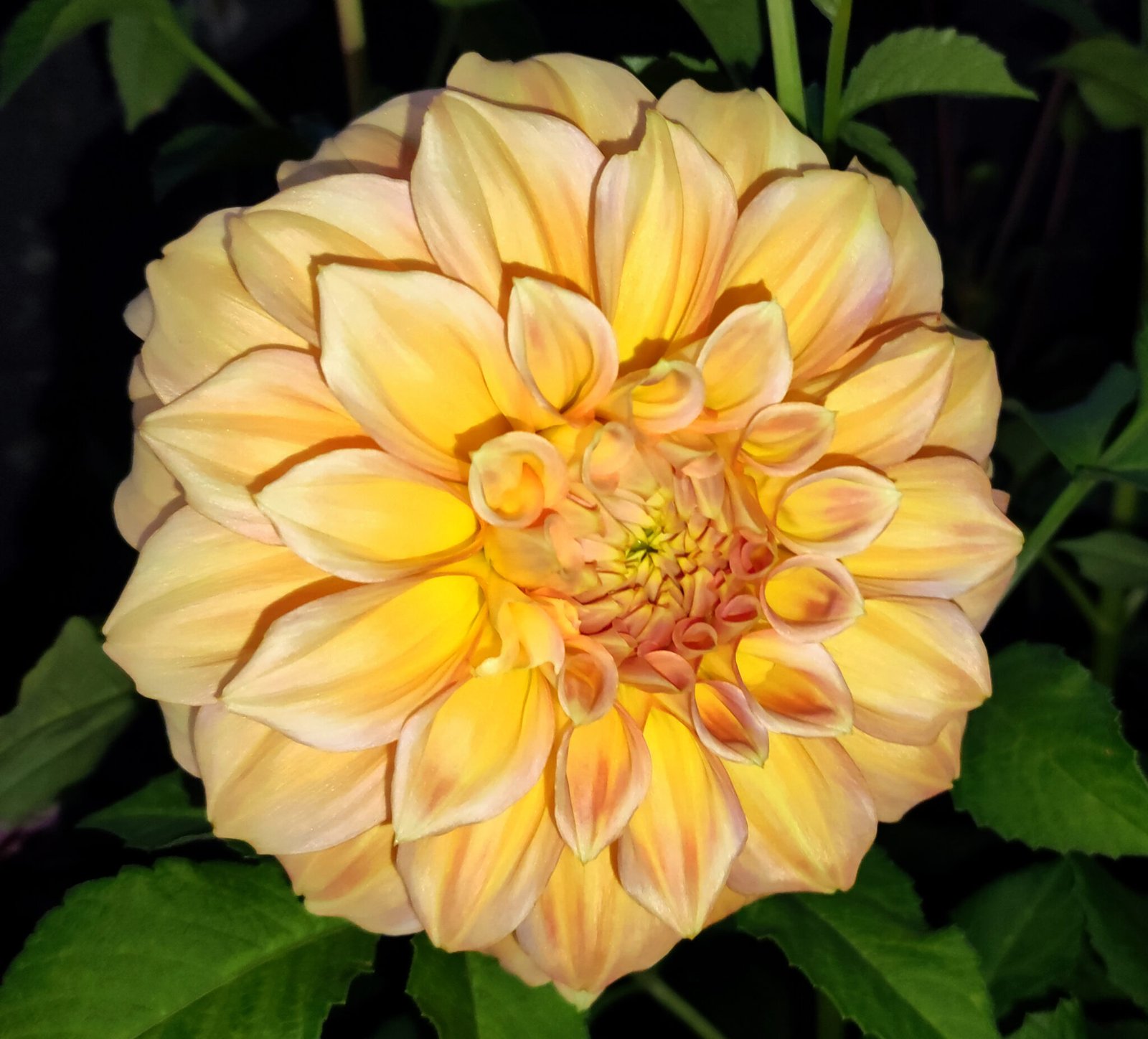 Dahlia Bracken Sarah – dahliasnz.com