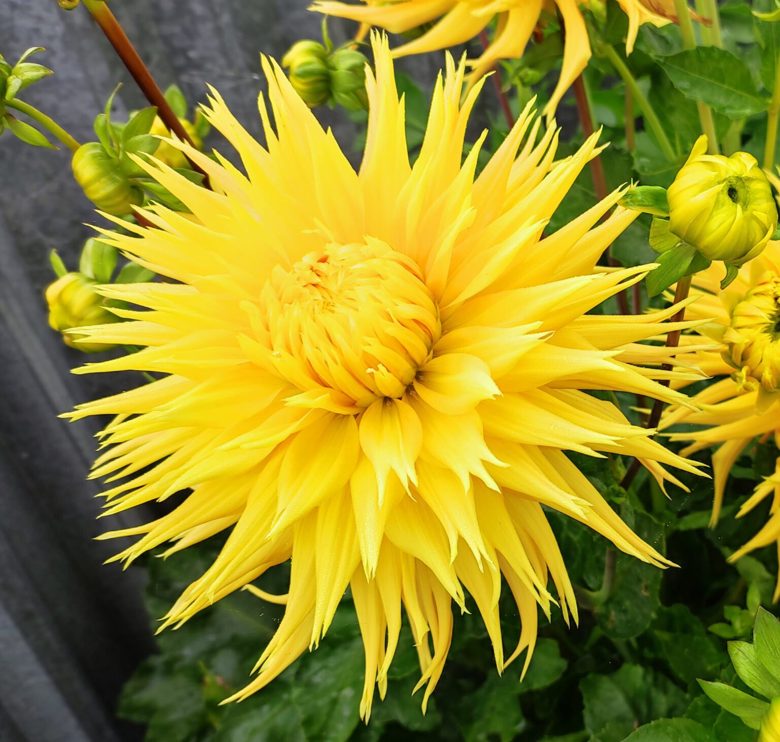 Dahlia Encore – dahliasnz.com