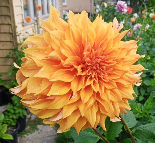 Dahlia Great Hercules – dahliasnz.com