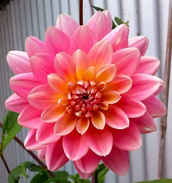 Dahlia Gerrie Hoek – dahliasnz.com