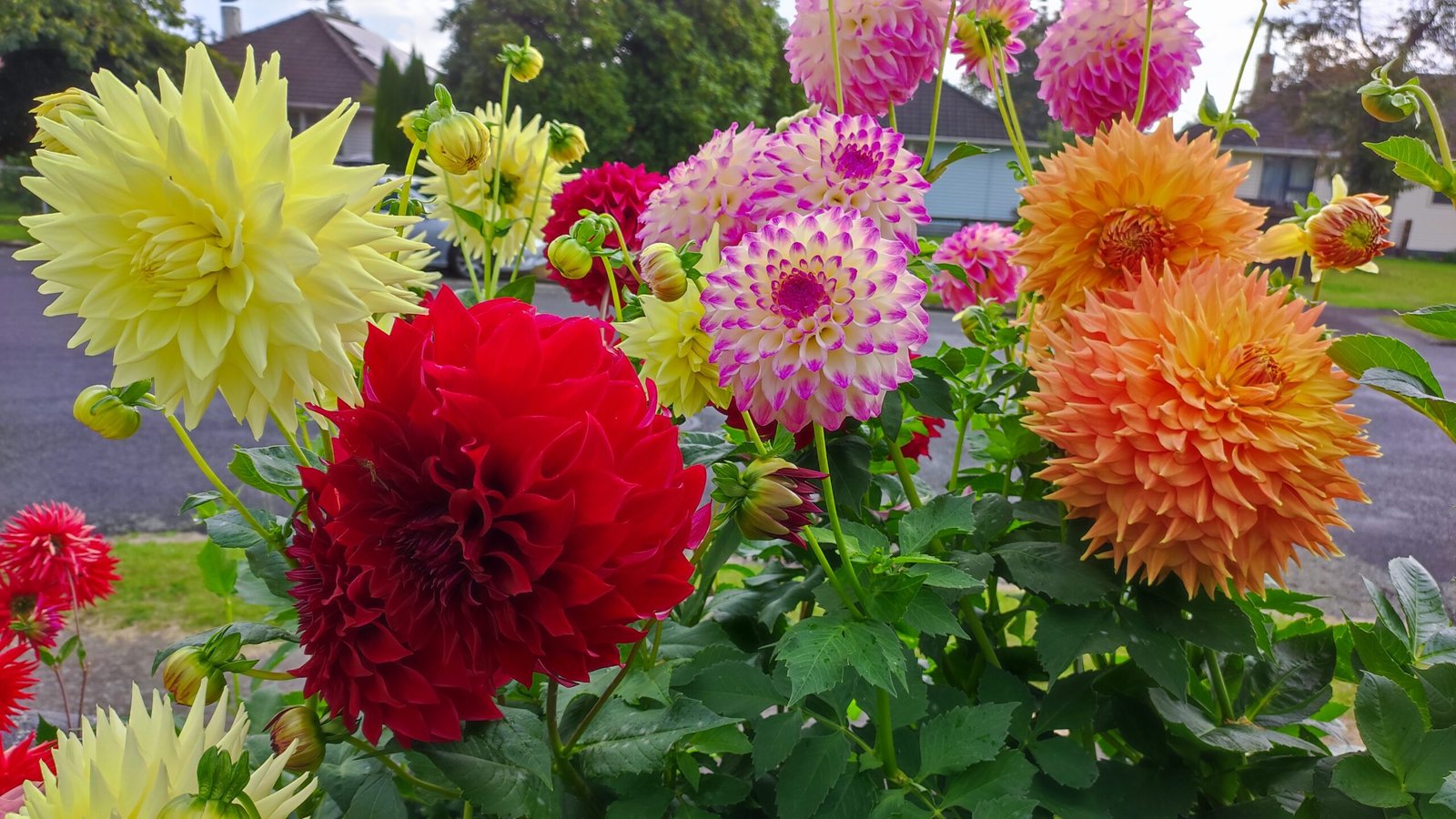 Dahlia Formby Art – dahliasnz.com