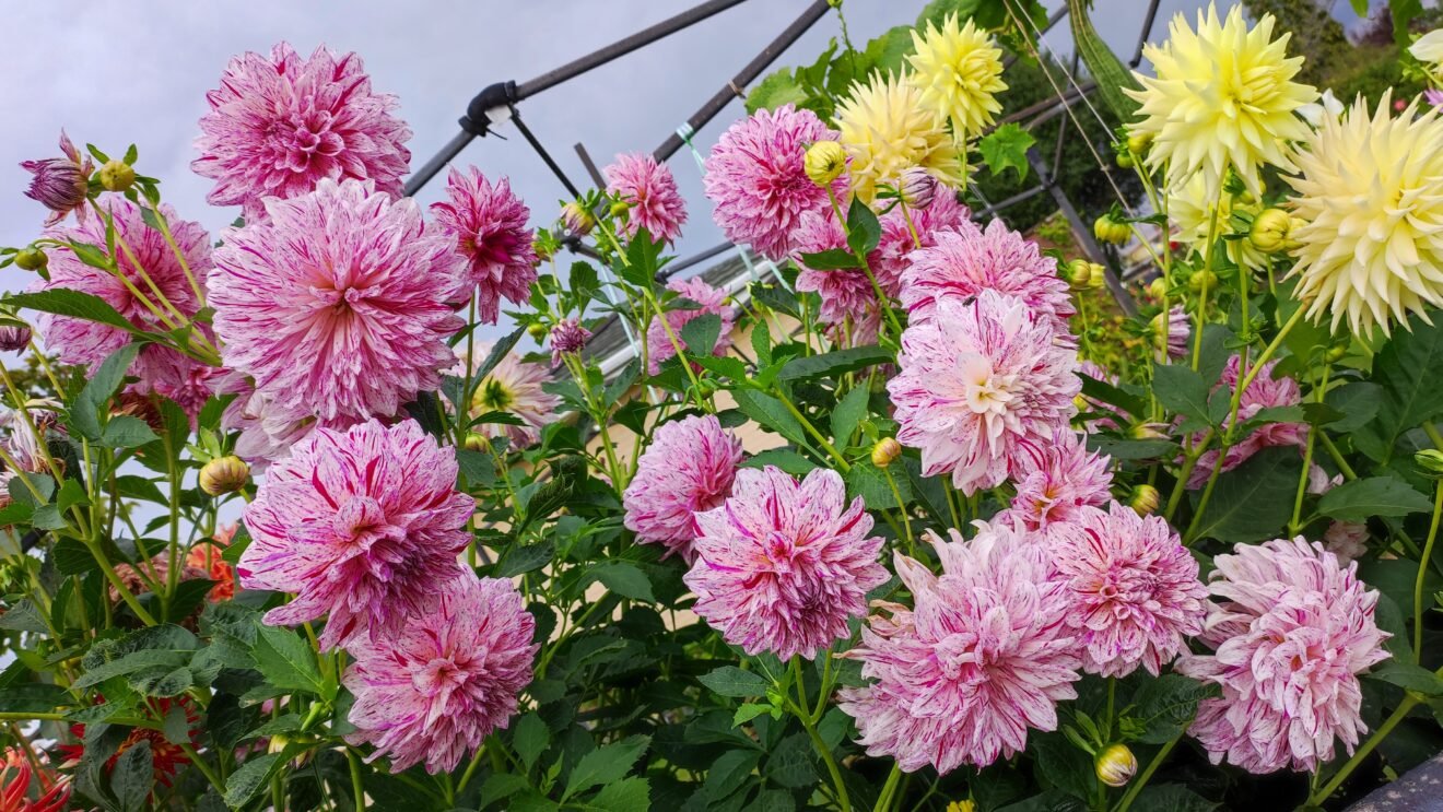 Dahlia Fernridge Painted Lady – dahliasnz.com