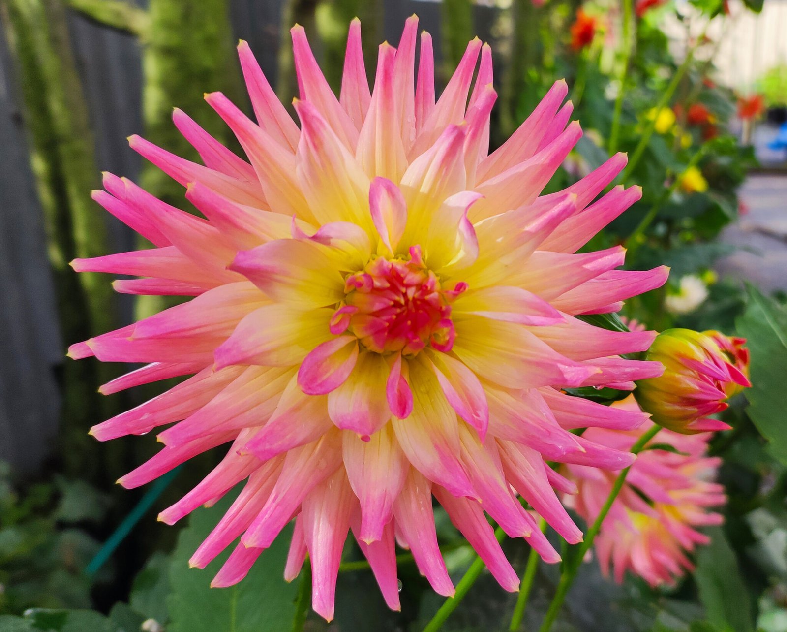 Dahlia Melody Gipsy – dahliasnz.com