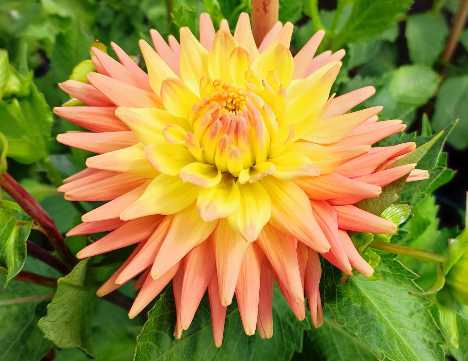 Dahlia Ryecroft Zoe – dahliasnz.com