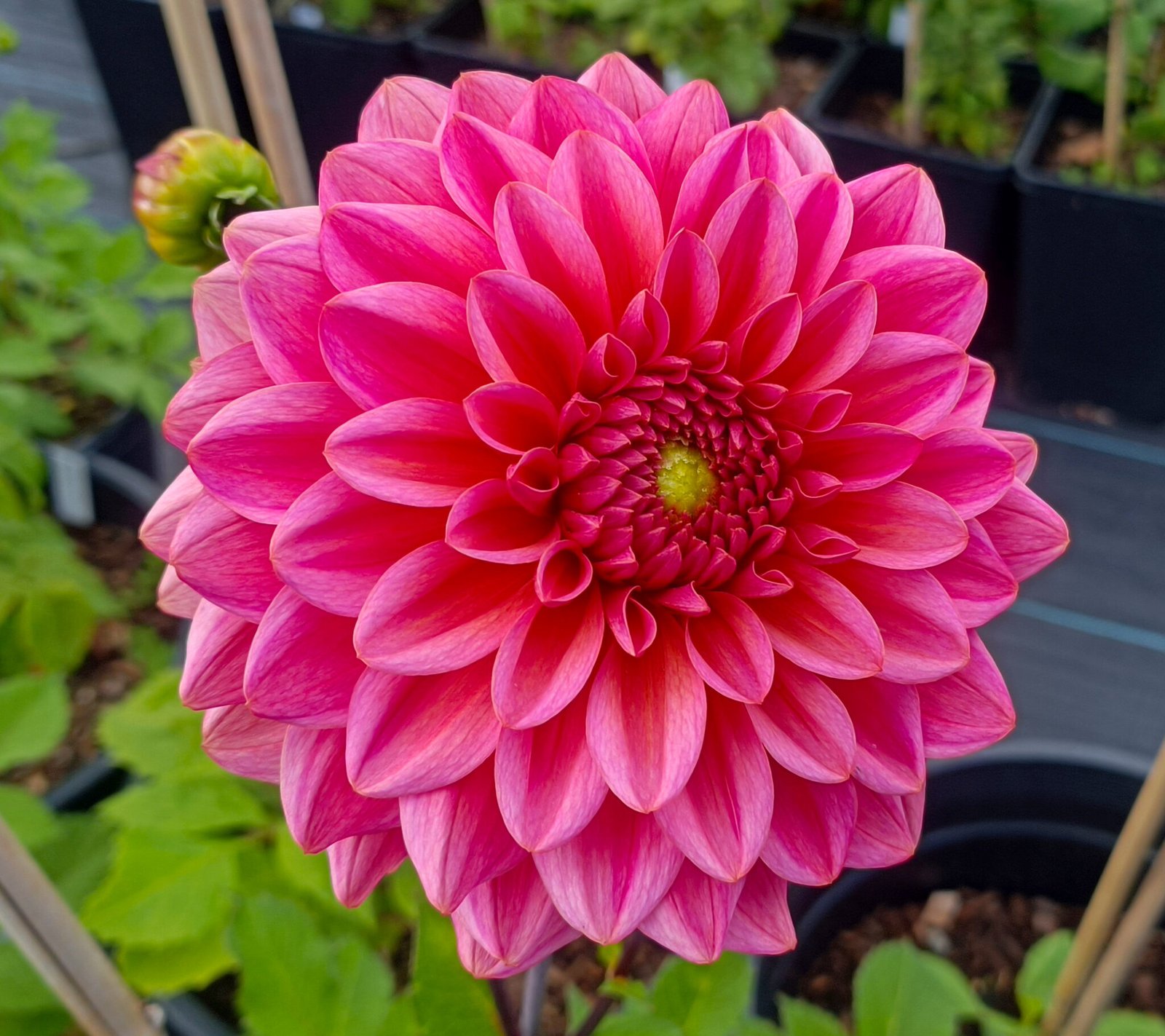 Dahlia Salmon Runner – dahliasnz.com