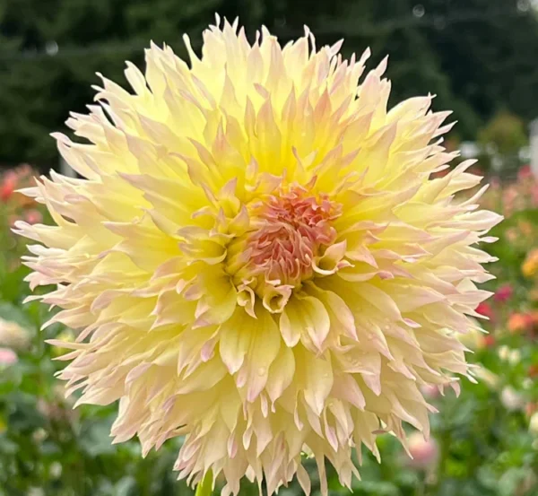 Dahlia Citron Du Cap – dahliasnz.com