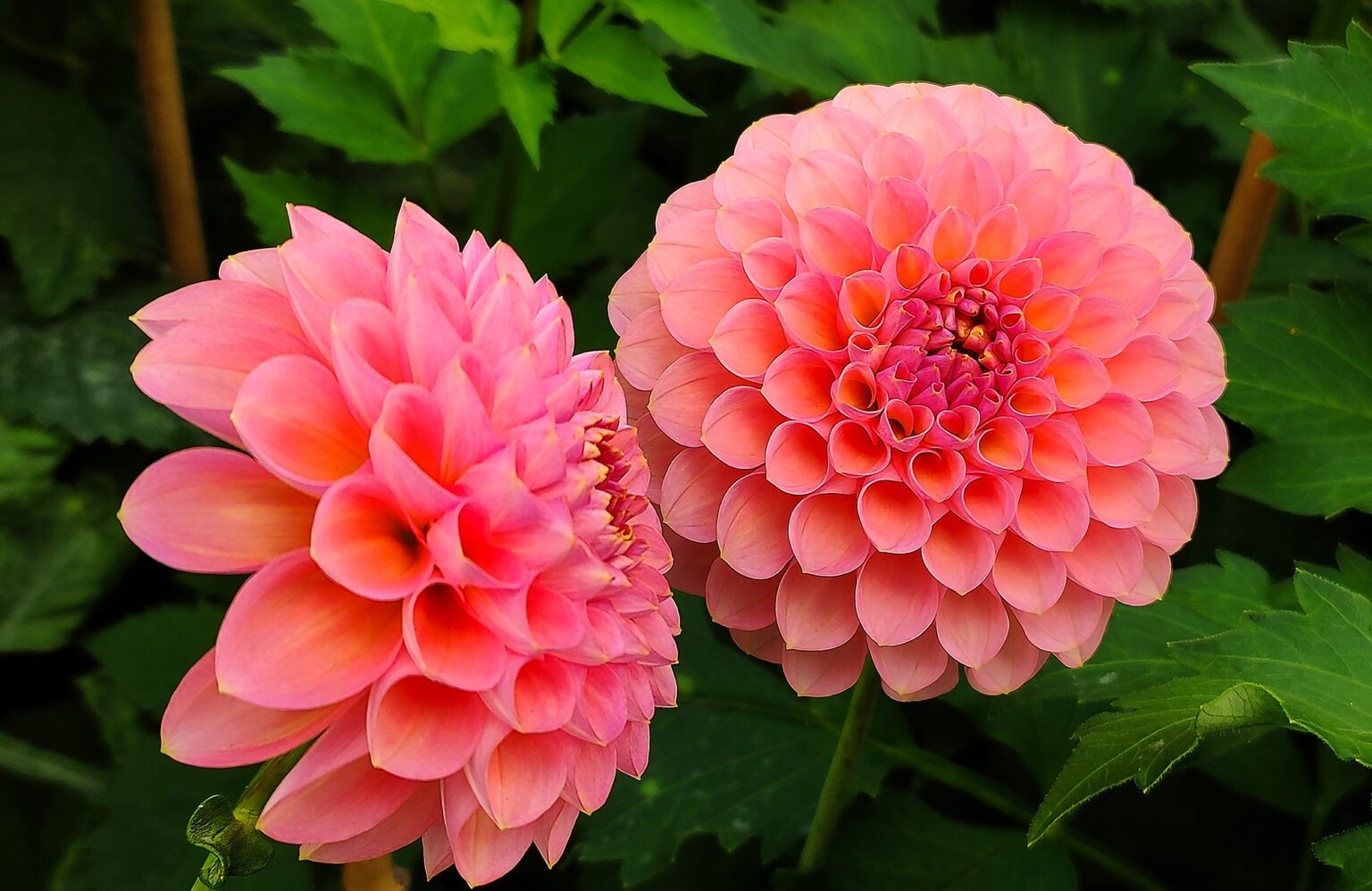 Dahlia Hamari Rose – dahliasnz.com
