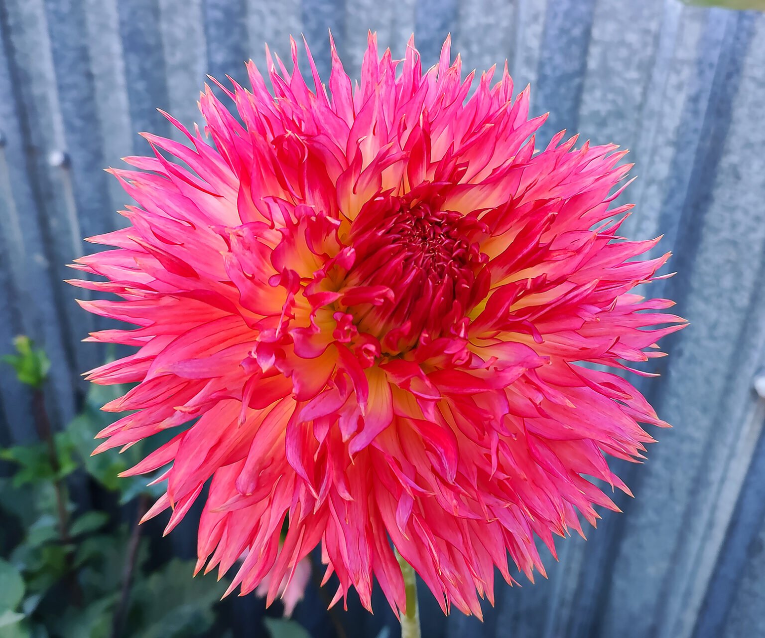 Dahlia Riverlea Tropicana – dahliasnz.com