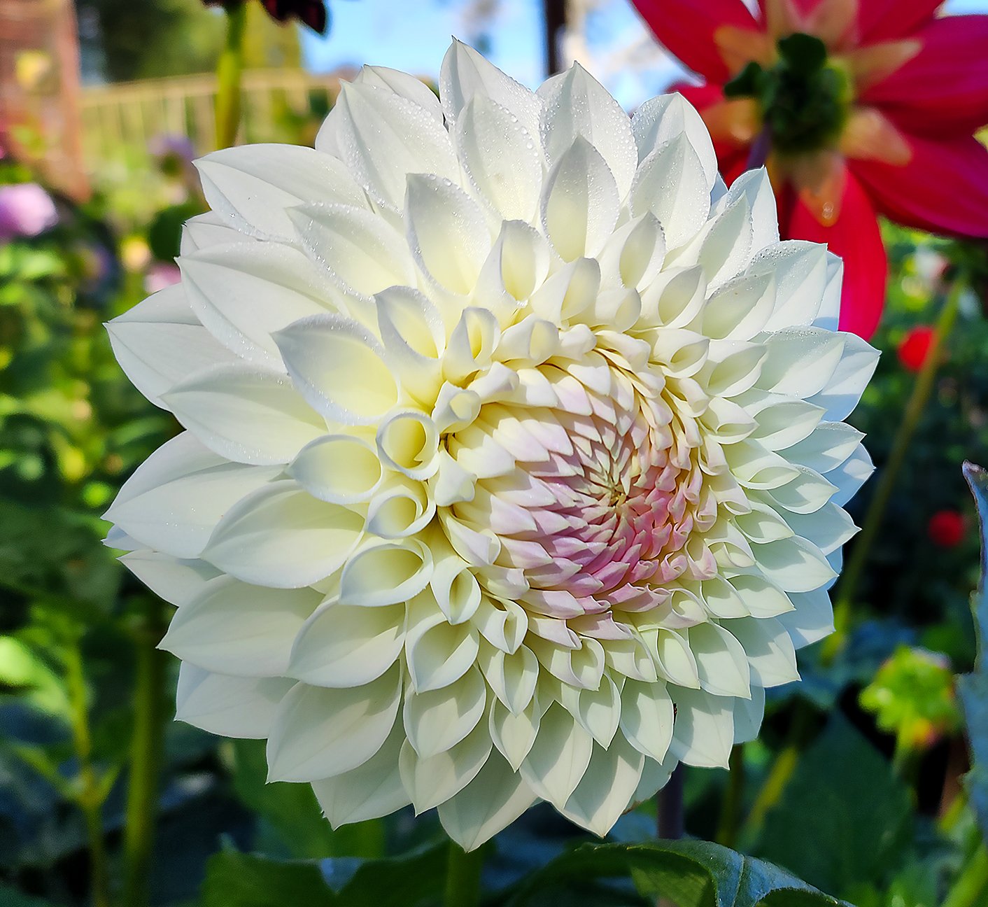 Dahlia Tracey Diane – dahliasnz.com