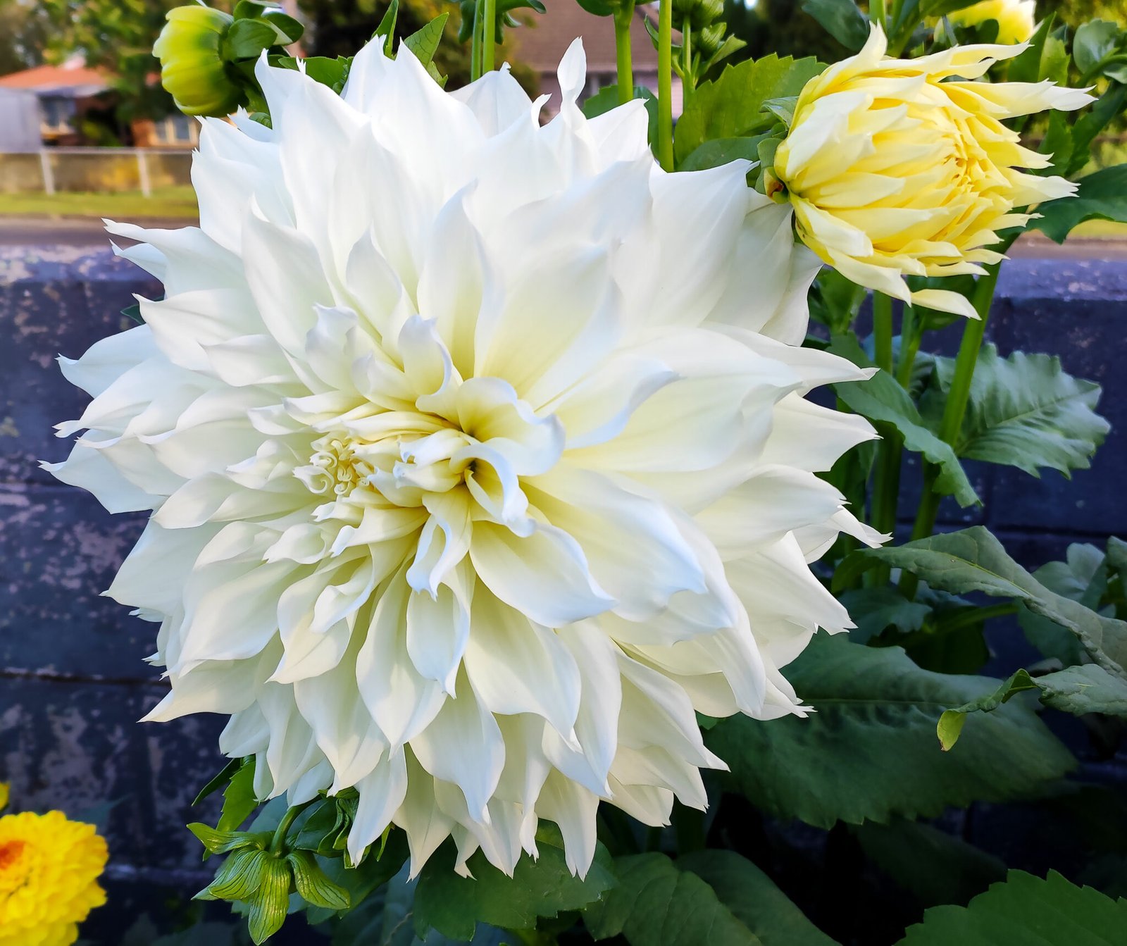 Dahlia Fleurel – dahliasnz.com