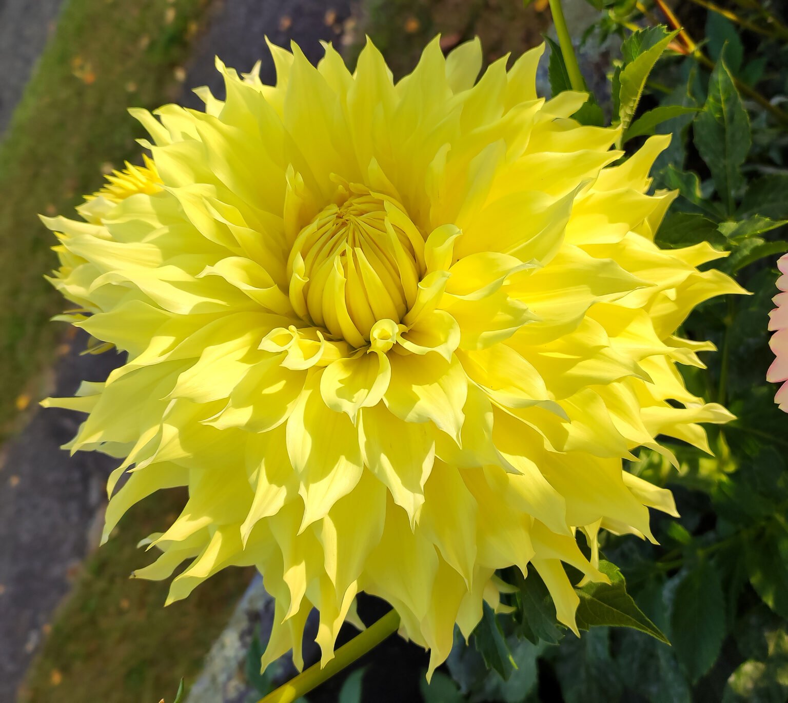 Dahlia Louis White – dahliasnz.com