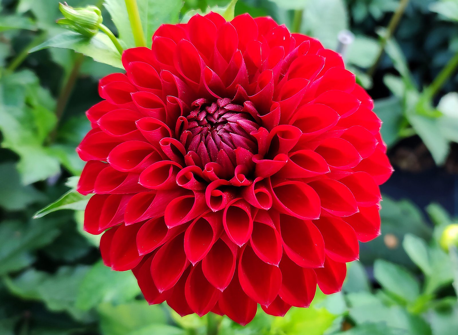 Dahlia Sheval Megan – dahliasnz.com